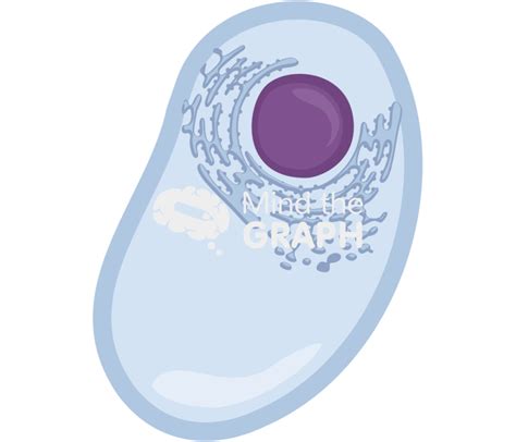 Pre Osteoblast Endoplasmic Reticulum