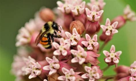 The Sexual Battles Of Plants The Week