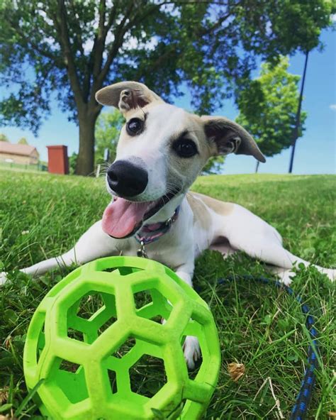 How Much Exercise Do Dogs Need — Superpup Academy