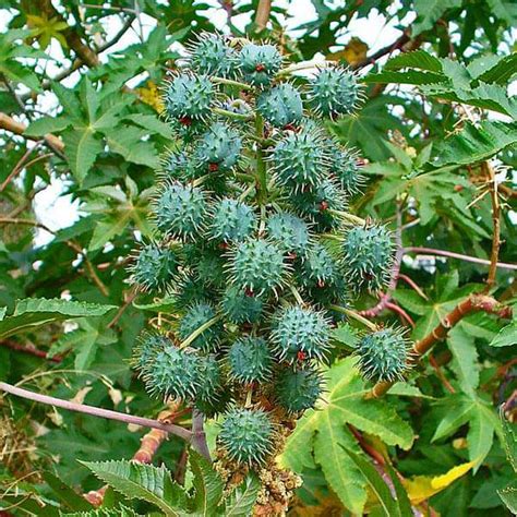Buy Ricinus Communis Castor Oil Plant Arandi 0 5 Kg Seeds Online From Nurserylive At Lowest