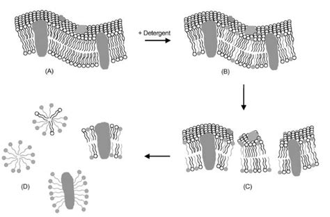 Solubilization For Membrane Proteins Extraction Boc Sciences