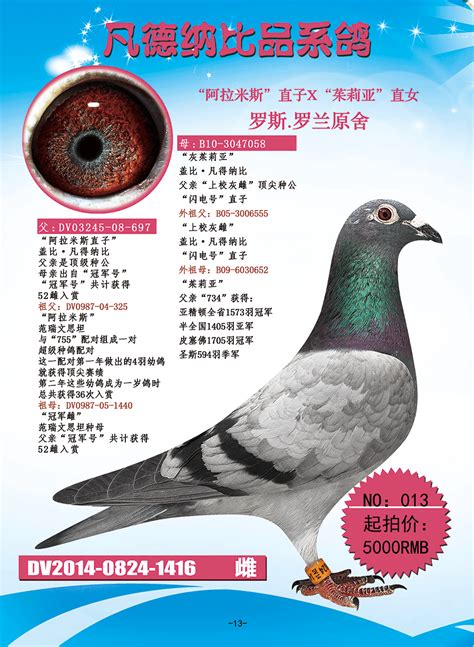 盖比种鸽图片配对 盖比种鸽图片白腹号 盖比种鸽8大配对图片 大山谷图库