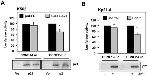 P21 Represses The Activity Of Human Ccne2 Promoter A K562 Cells Were Download Scientific