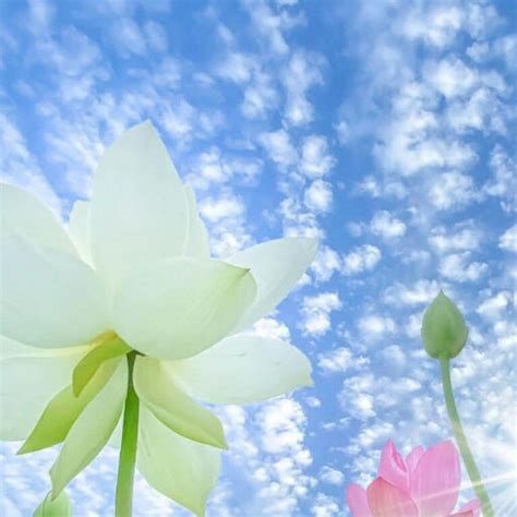 Heba Mohamed Kafrelsheikh University Kafr Ash Shaykh Research Profile