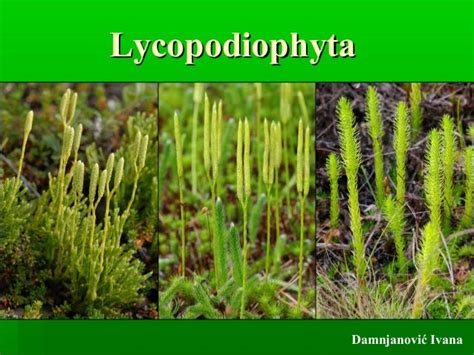 Lycopodiophyta ~ Detailed Information Photos Videos