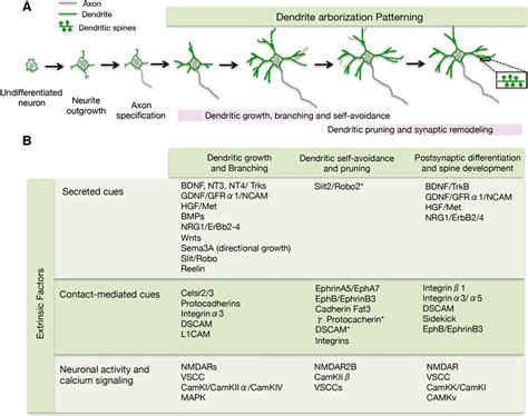 Cell Extrinsic Regulators Of Dendritic Arborization The Figure
