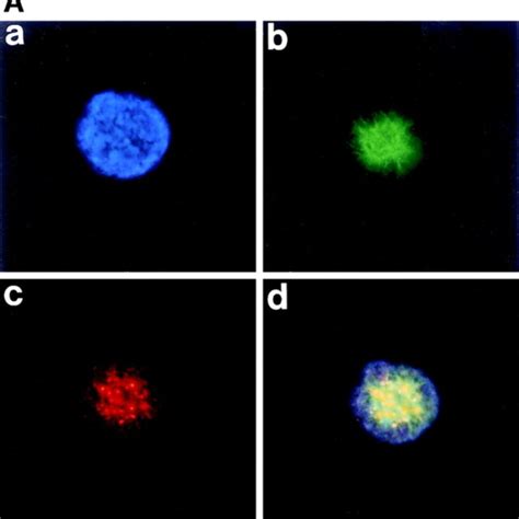 Nuclear Membrane Is Broken Down During Polyploidization Of Download Scientific Diagram