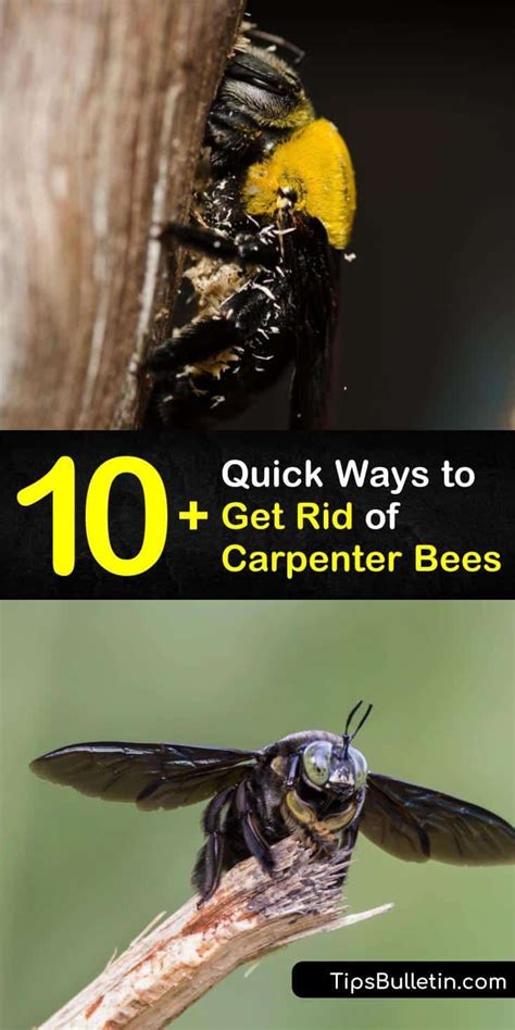 10 Quick Ways To Get Rid Of Carpenter Bees Carpenter Bee Carpenter