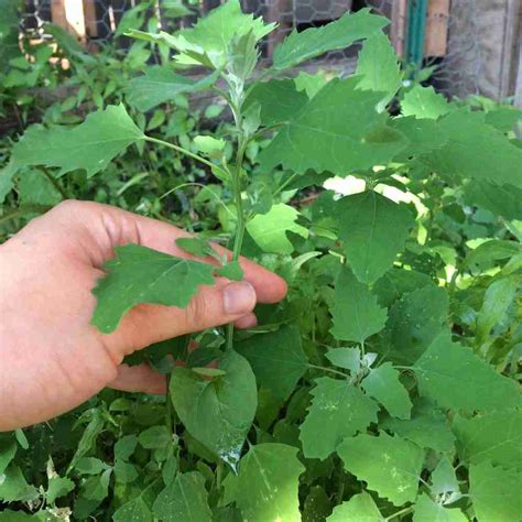 Lambs Quarters And Wild Mushroom Quiche The Outdoor Apothecary
