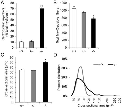Quantitative Analyses Of Extensor Digitorum Longus Edl Muscle In