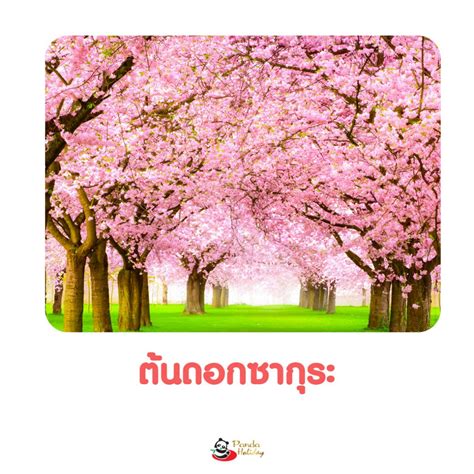 รู้หรือไม่ ดอกบ๊วย ดอกท้อ ดอกซากุระ ต่างกันอย่างไร มาไขข้อข้องใจกัน