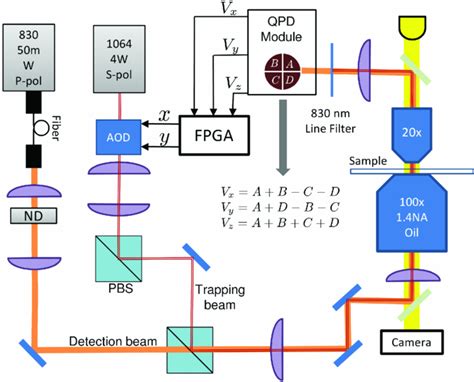 Real Time Nonlinear Correction Of Back Focal Plane Detection In Optical Tweezers Review Of