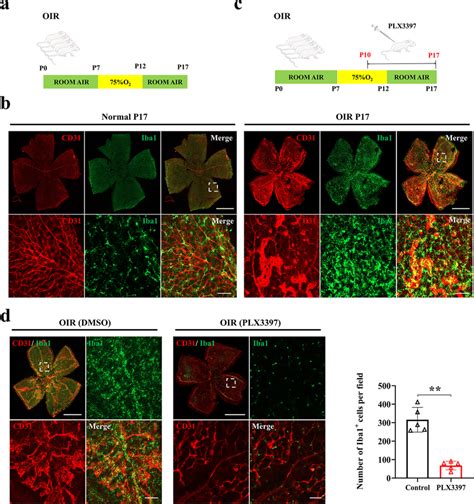 Retinal Microglia Are Essential For Retinal Neovascularization A Oir