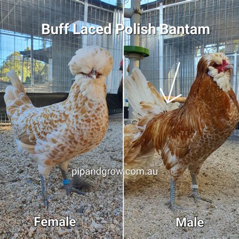 Polish Sexing Tips Pip Grow