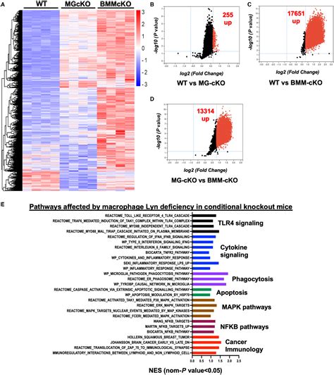 Macrophage Lyn Kinase Is A Sex‐specific Regulator Of Postsubarachnoid
