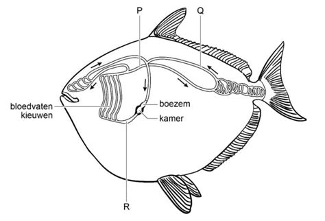 Transport Bloedsomloop Dt Biologielessennl