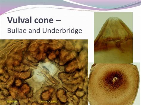 Ppt Cyst Nematodes Powerpoint Presentation Free Download Id 4932887