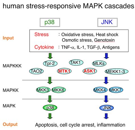 Regulation Of Cell Fate Decisions By Stress Responsive P38jnk Mapk