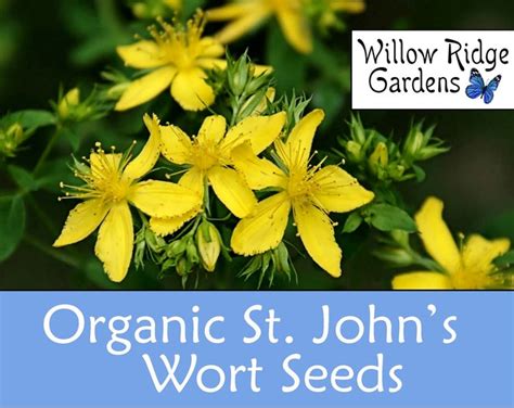 Shrubby St Johns Wort Seeds Etsy
