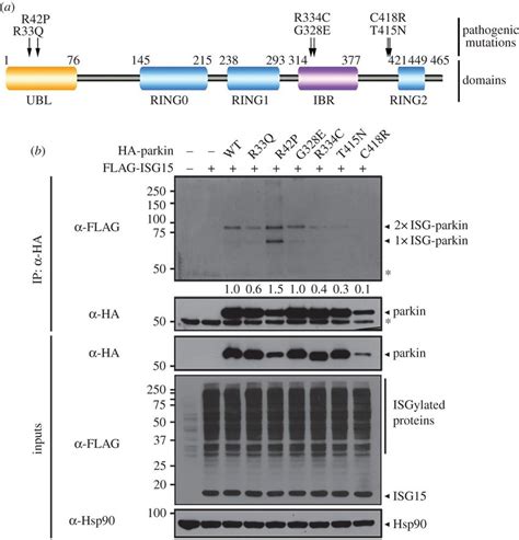 Some Pd Associated Missense Mutations Affect Parkin Isgylation A