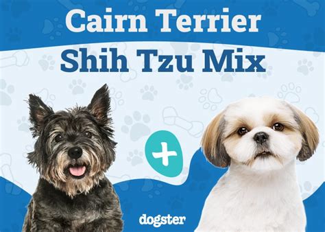 Care Tzu Cairn Terrier And Shih Tzu Info Pictures Care And More