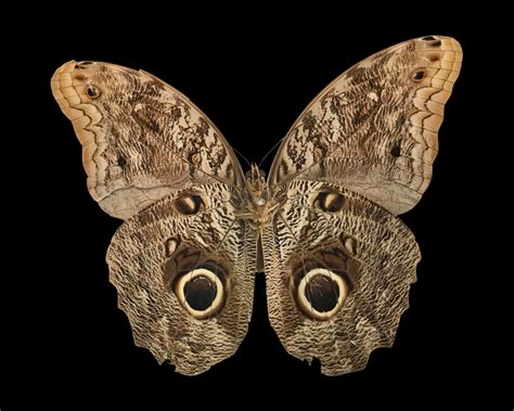 DIÁLOGOS ÍMPARES 16 Colecionadores naturalistas e os Museus de