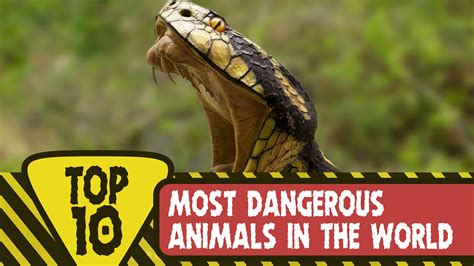 Worlds Most Dangerous Animals Top 10 List Riset