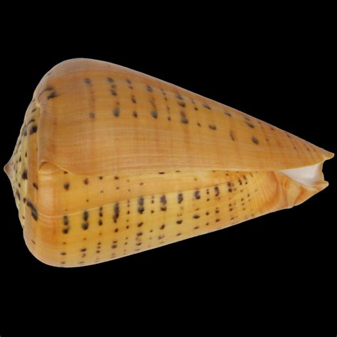 Conus Betulinus Filippine