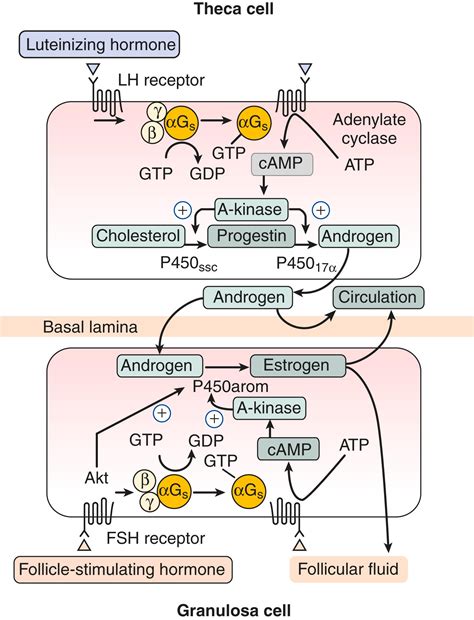The Ovarian Life Cycle Clinical Tree