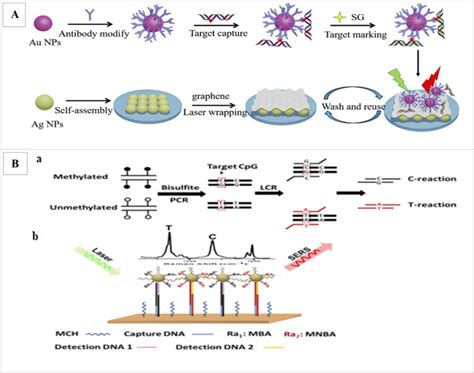 A Illustration Of The Proposed Sers Strategy For Detection Of Download Scientific Diagram