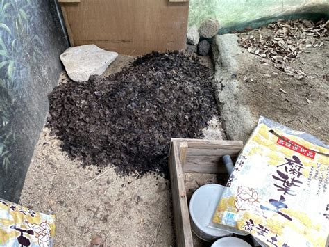 ヨウスコウワニが産卵しました 地方独立行政法人天王寺動物園