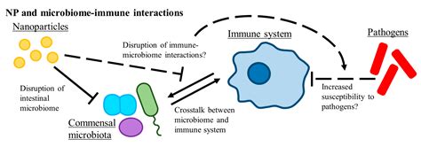 Ijms Free Full Text The Impact Of Nanoparticles On Innate Immune