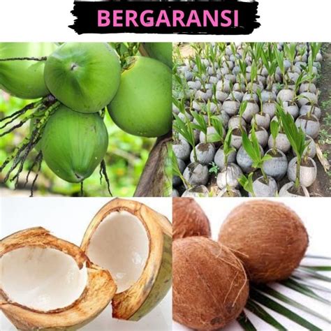 Jual Kelapa Entok Genjah Super Bibit Kelapa Entok Genjah Besar Bibit
