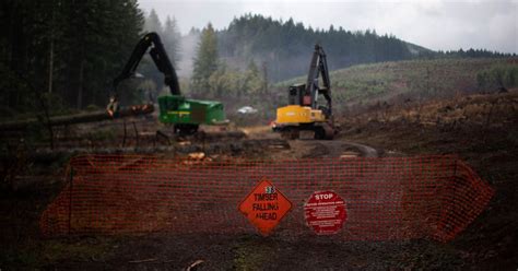 Big Money Bought The Forests Small Logging Communities Are Paying The
