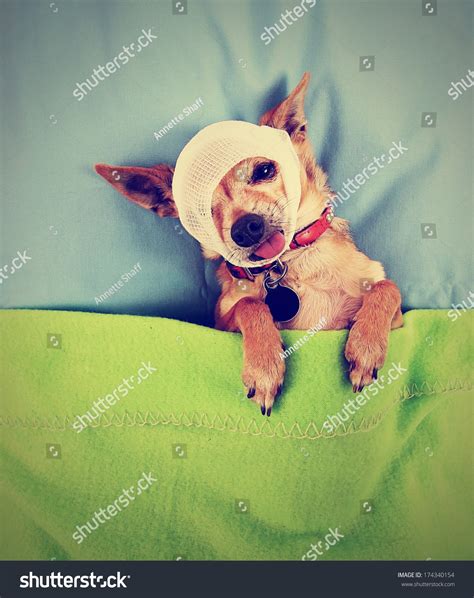 138 아픈 치와와 이미지 스톡 사진 및 벡터 Shutterstock