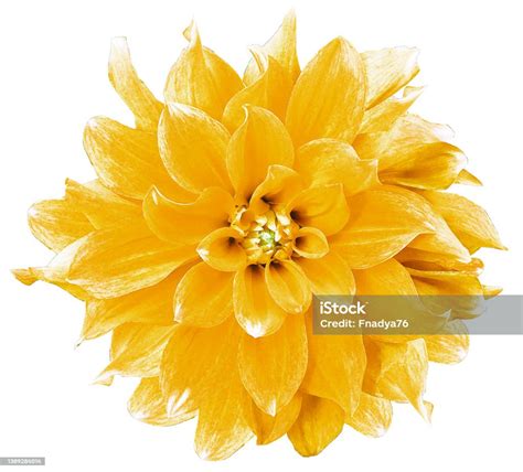 수채화 노란색 달리아 클리핑 경로가있는 흰색 격리 된 배경에 꽃 근접 촬영 녹색 줄기에 꽃 자연 개화기에 대한 스톡 사진 및 기타 이미지 Istock