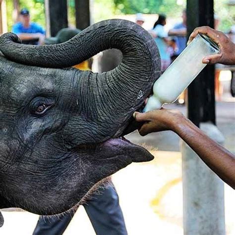 Pinnawala Elephants Orphanage