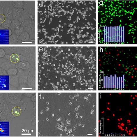 Bright Field UC Emission Images Of Three Groups Of Live HeLa Cells