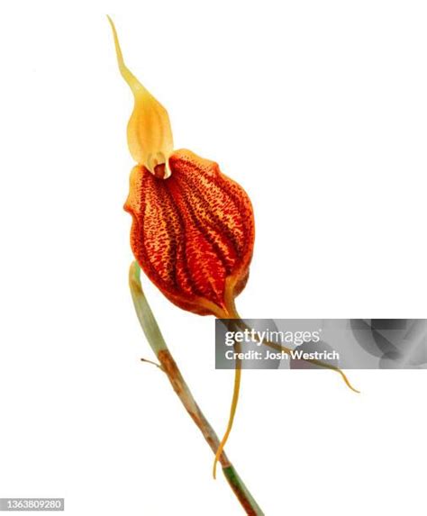 Masdevallia Orchid Photos And Premium High Res Pictures Getty Images