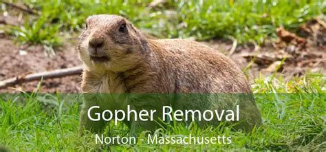 Gopher Removal In Norton Safe And Effective