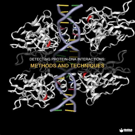 Detecting Protein Dna Interactions Methods And Techniques Medshun