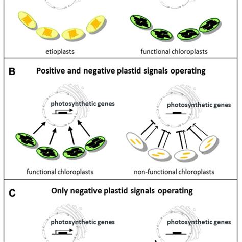 A Model For Chloroplast To Nucleus Signaling During Chloroplast