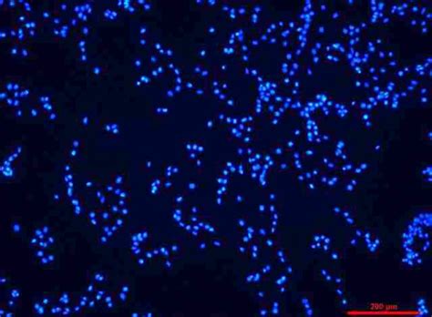 Dapi Staining Solution Ihc Related Reagent