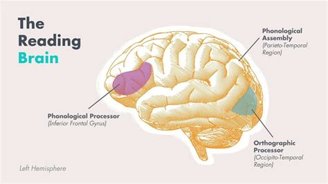 The Science Of Reading Basics Part 1 The Reading Brain Artofit