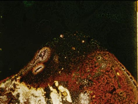 Charles André Coderre A Versatile Filmmaker That Finds In Analog And