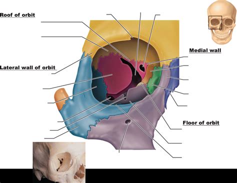 Anatomy Of The Orbits Diagram Quizlet