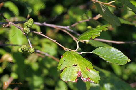 Grau-Erle Bild bestellen - Naturbilder bei Wildlife Media