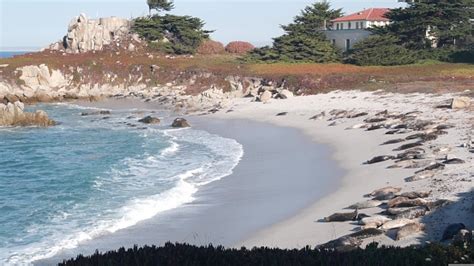 야생 점박이 모피 물개 Rookery 태평양 항구 바다 사자 휴식 캘리포니아 해변 17 Mile Drive에 대한 스톡 사진 및