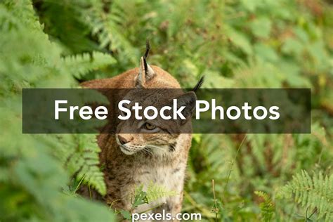 Lynx Browser Emulator Photos Download The Best Free Lynx Browser