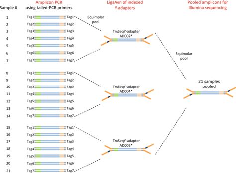 Preparation Of Amplicon Libraries For Metabarcoding Of Marine